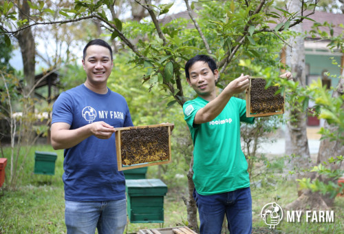 My Farm - Trồng cây nuôi con